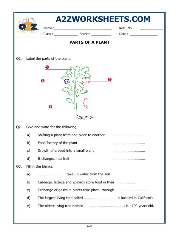 Science Grade 3 Parts Of Plants Quiz Worksheet