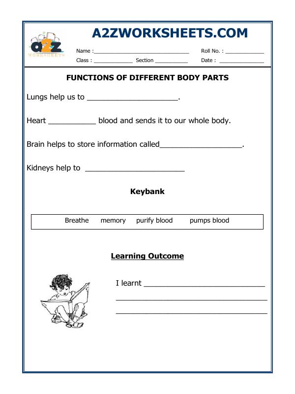 A2Zworksheets:Worksheet of Functions Of Different Body Parts-Humans-Science