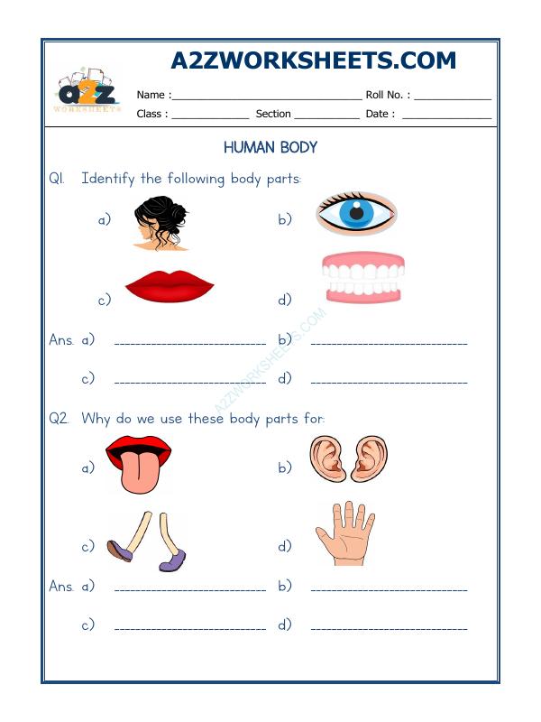 A2Zworksheets:Worksheet of Human Body-02-Humans-Science