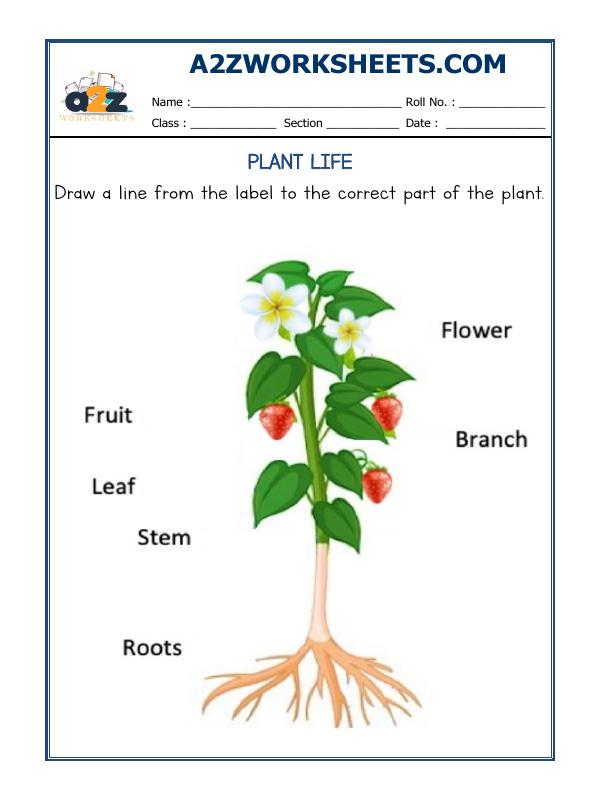 A2Zworksheets:Worksheet of Plants Life-06-Plants and Living Organisms ...
