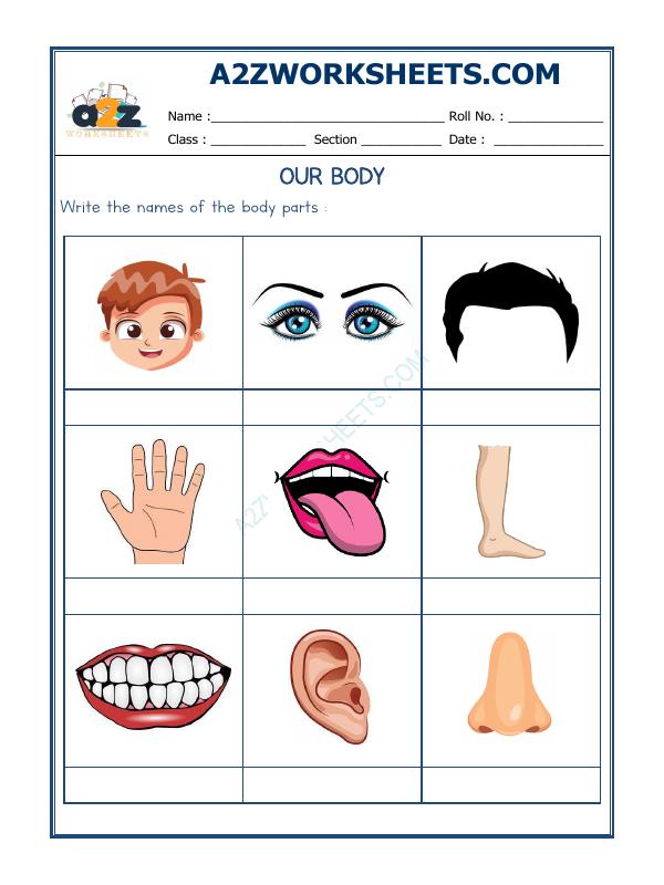 A2Zworksheets:Worksheet of Our Body-04-Humans-Science