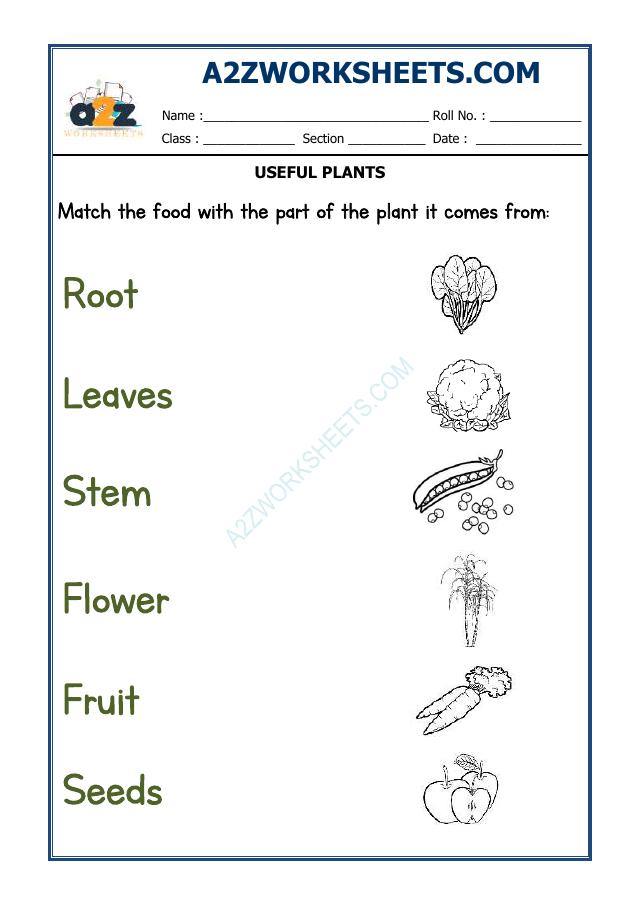 A2Zworksheets:Worksheet of Class-I-Useful Plants-02-Plants and Living ...
