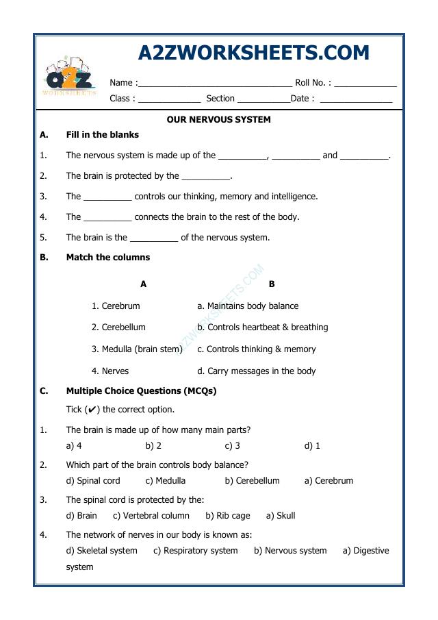 A2Zworksheets:Worksheet of Our Nervous System-Humans-Science